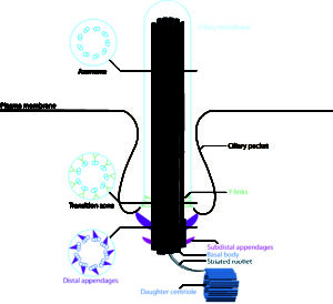 Von Zilien und Zysten – NEOCYST