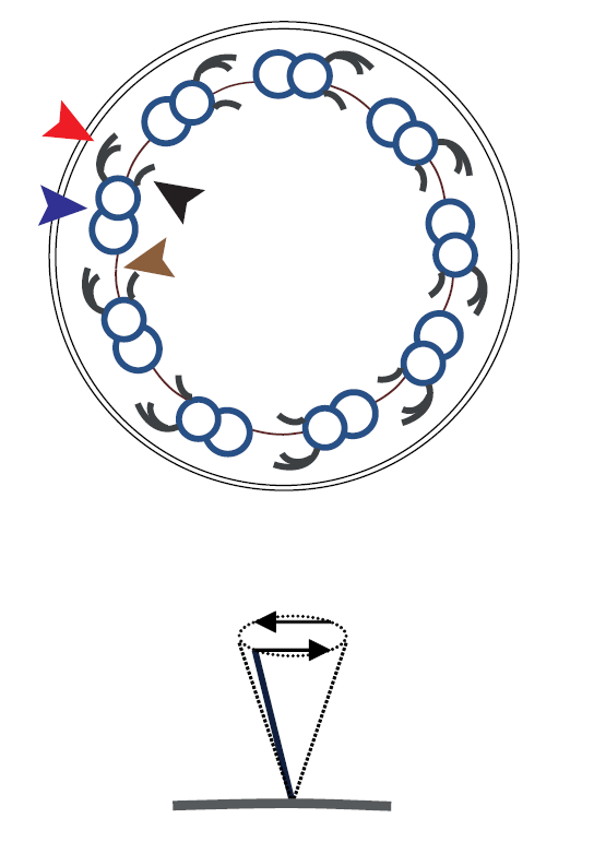 Von Zilien und Zysten – NEOCYST